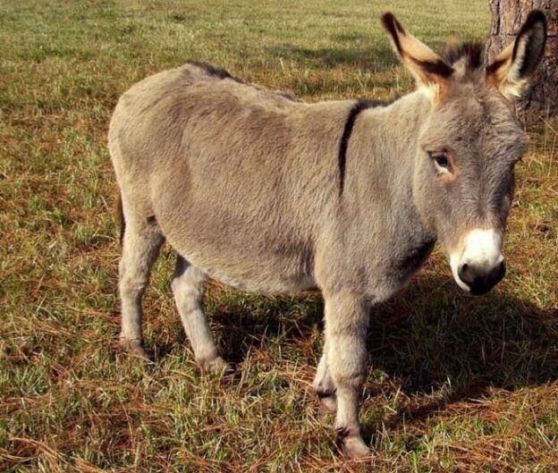 A szamár utazik, milyen állat a szamár, és mit kell róla tudni?